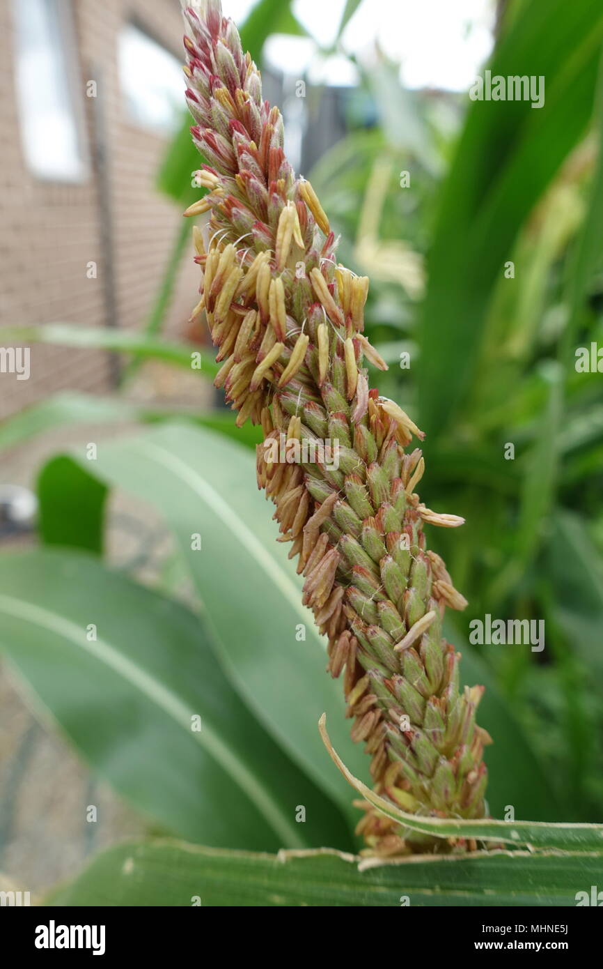 Corn pollination hi-res stock photography and images - Alamy