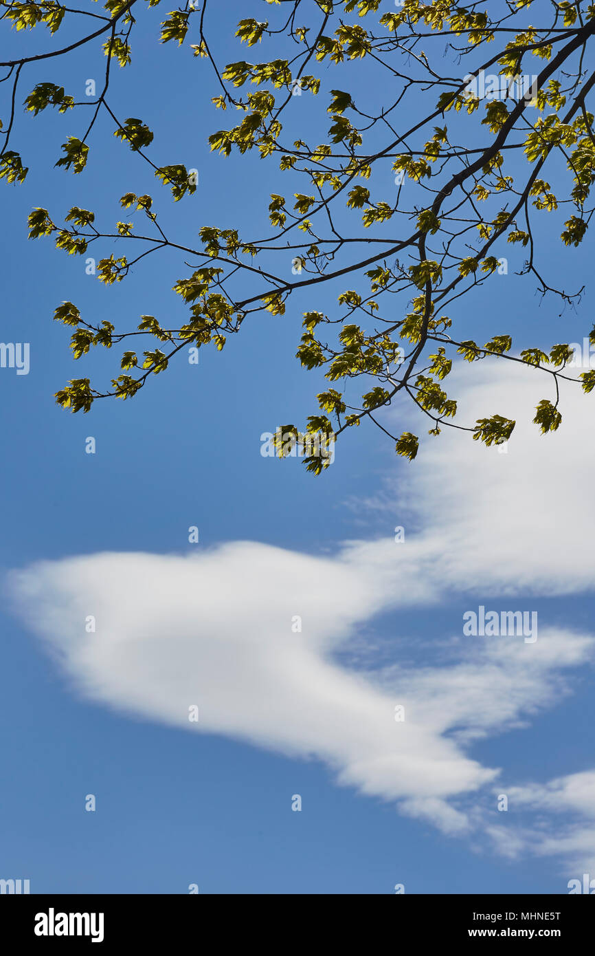 Maple branches in Spring, Lancaster County, Pennsylvania, USA Stock ...