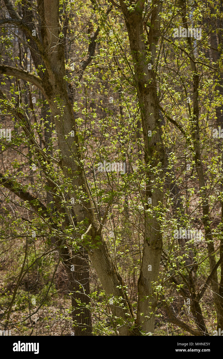 Budding trees spring woods hi-res stock photography and images - Alamy