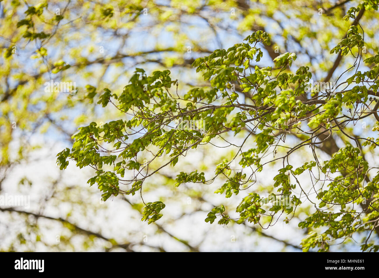 Maple branches in Spring, Lancaster County, Pennsylvania, USA Stock ...