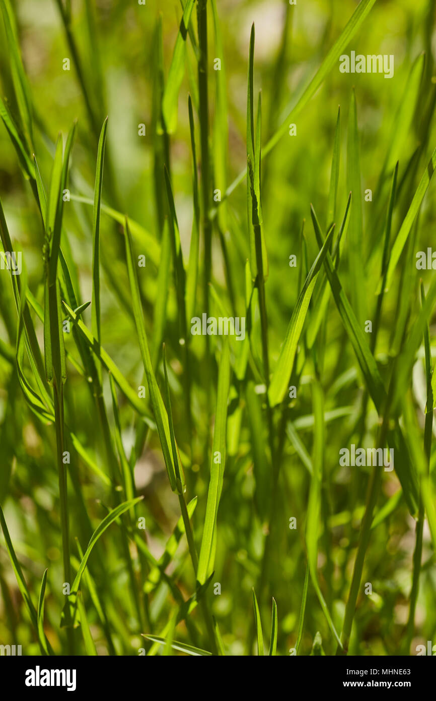 grass coming up in Spring on a farm pasture, Amish Country, Lancaster ...