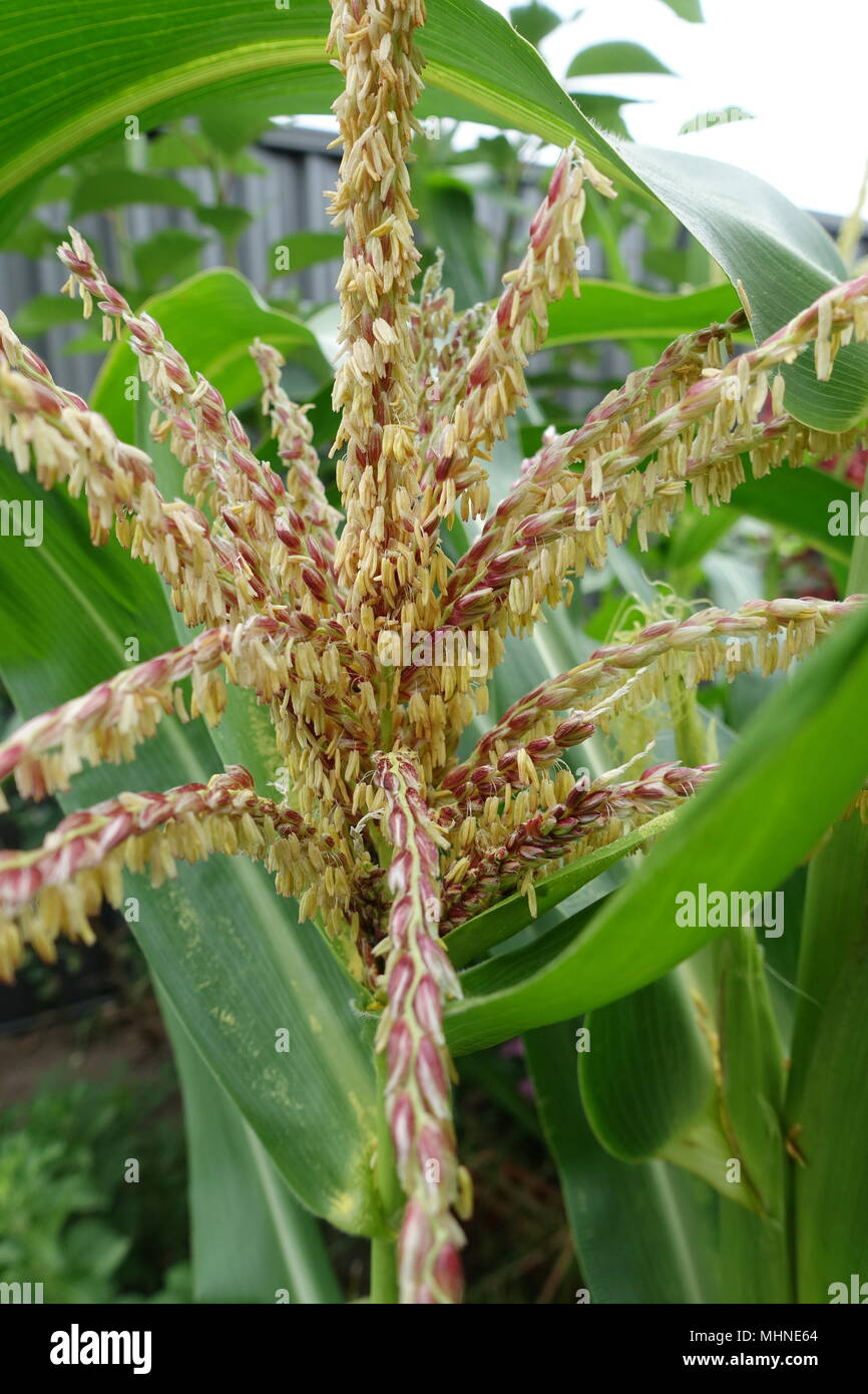 Corn Stamen High Resolution Stock Photography and Images - Alamy