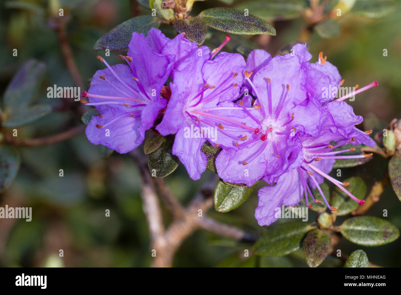 Spring flowers of the compact dwarf shrub, Rhododendron 'Ramapo' Stock ...