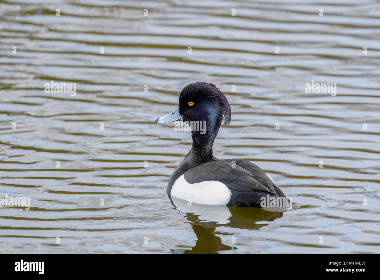 A single male tufted duck Stock Photo - Alamy