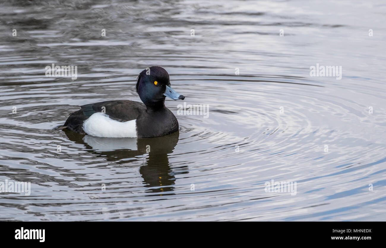A single male tufted duck Stock Photo - Alamy