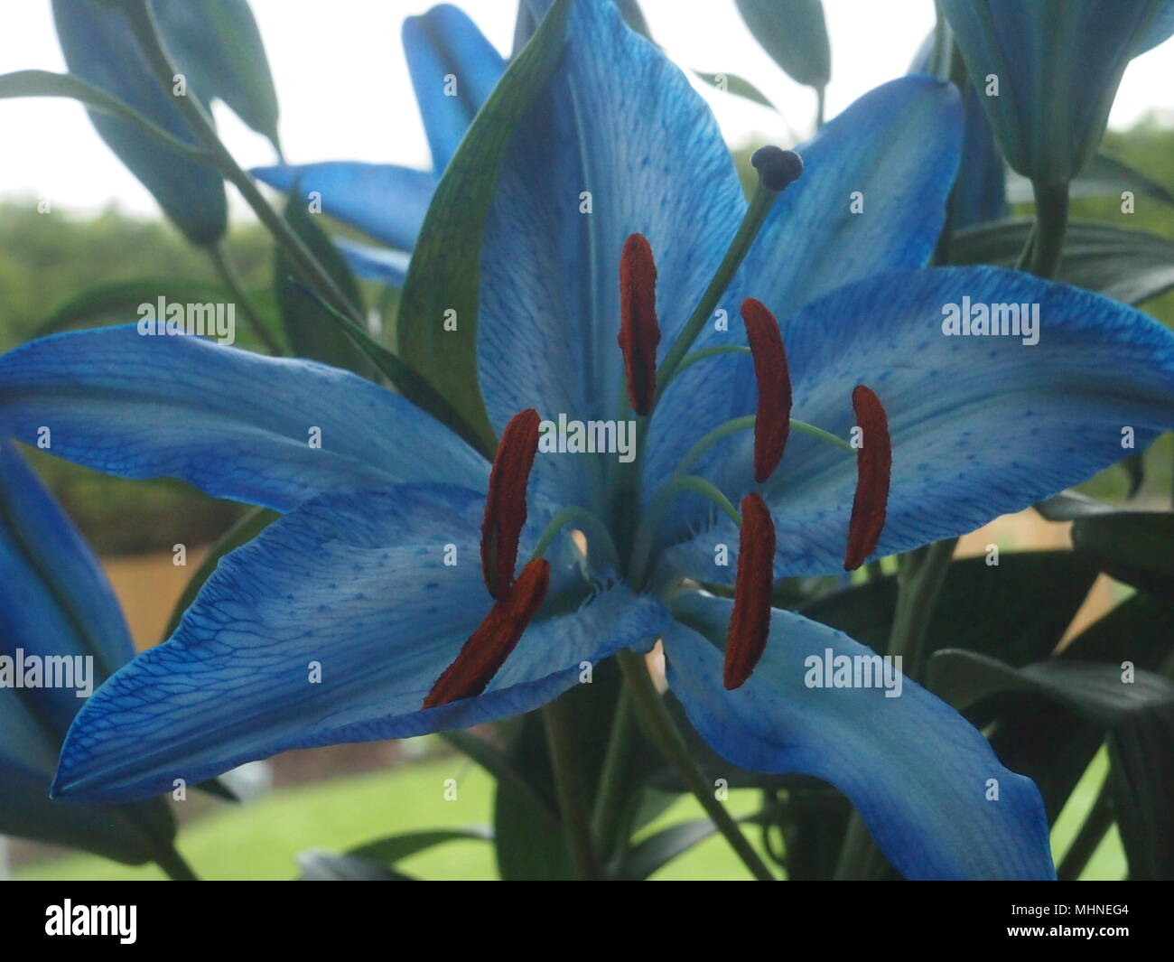 Blue lily flower hi-res stock photography and images - Alamy