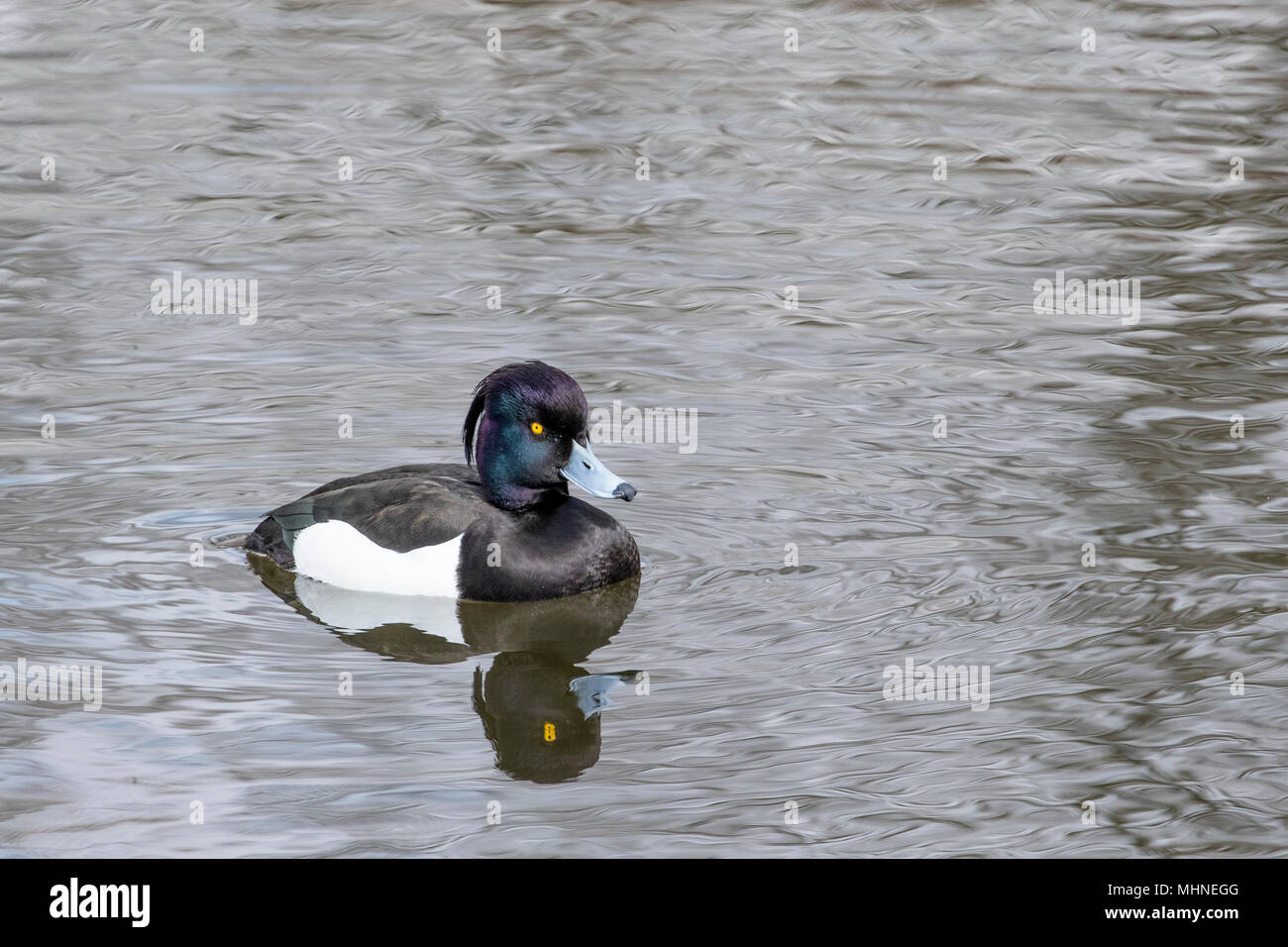 Yellow eyed duck hi-res stock photography and images - Alamy