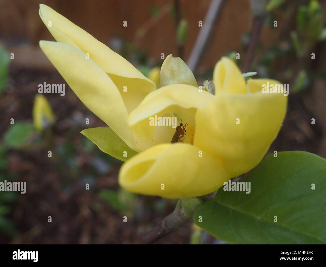 Inside magnolia hi-res stock photography and images - Alamy