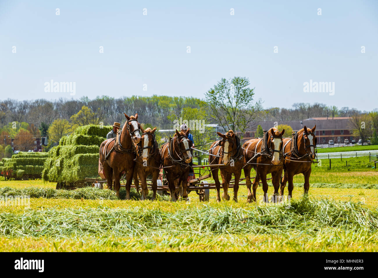 Lancaster, PA, USA - May 2, 2018: Amish farmers use a horse team to ...