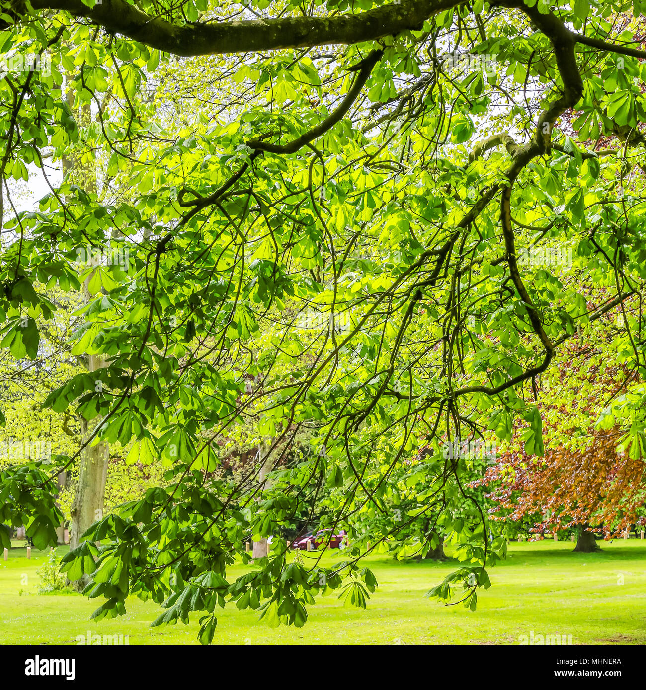 Abington Park, an urban park in the town of Northampton,uk Stock Photo ...