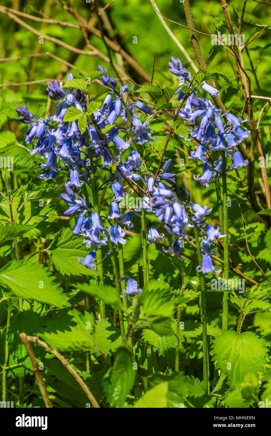 Wild bluebells growing in a nettle patch Stock Photo - Alamy