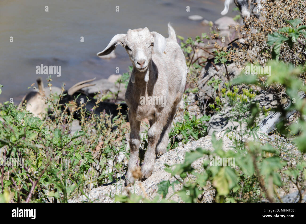Goat leaving the river in search of its owner Stock Photo - Alamy