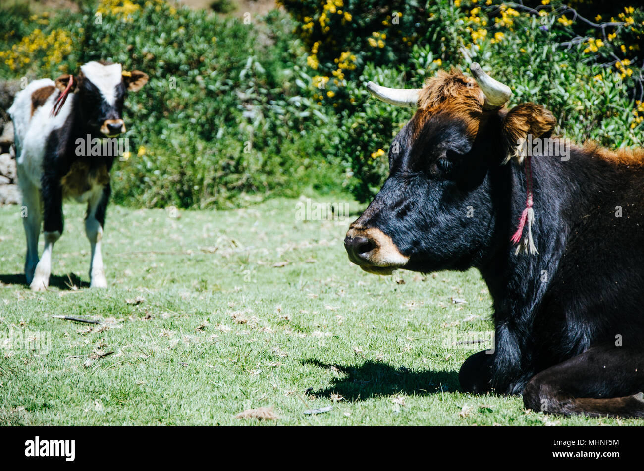 Herd cattle small horns hi-res stock photography and images - Alamy