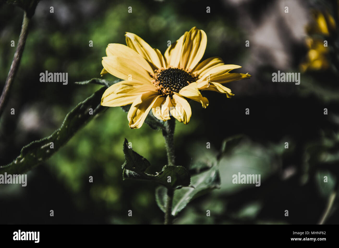 Margarite flowers hi-res stock photography and images - Alamy