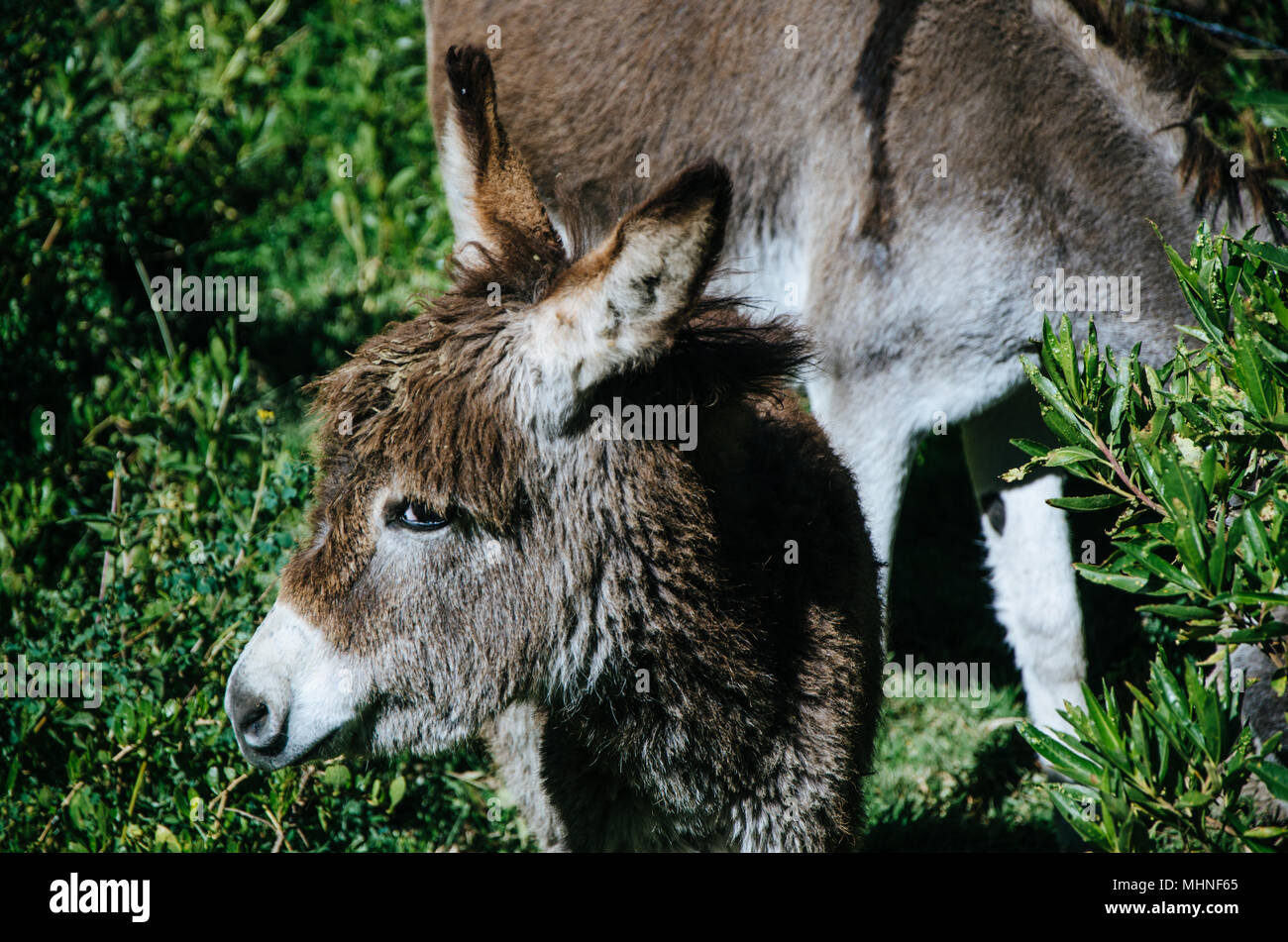 Little donkey hi-res stock photography and images - Alamy