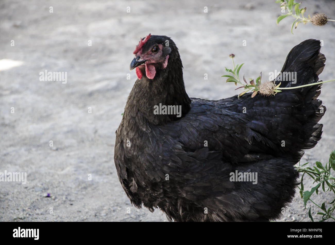 Dark colored hen Stock Photo - Alamy