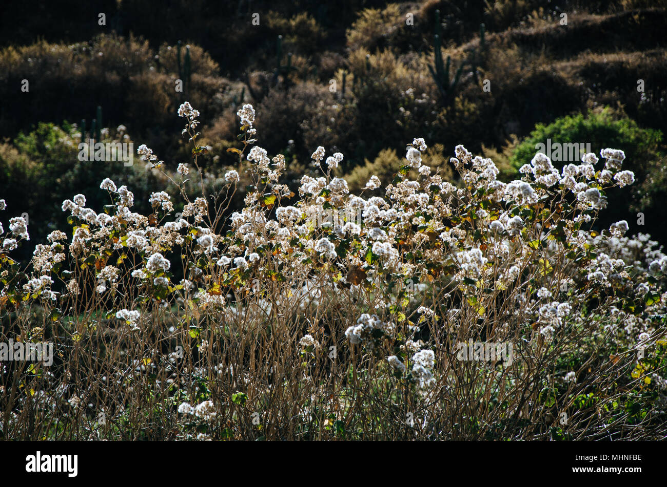 Landscape of Canta - Lima - Peru Stock Photo - Alamy