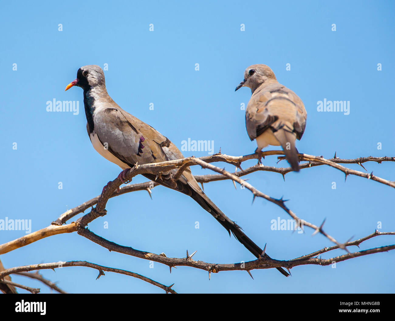 Oena capensis hi-res stock photography and images - Alamy