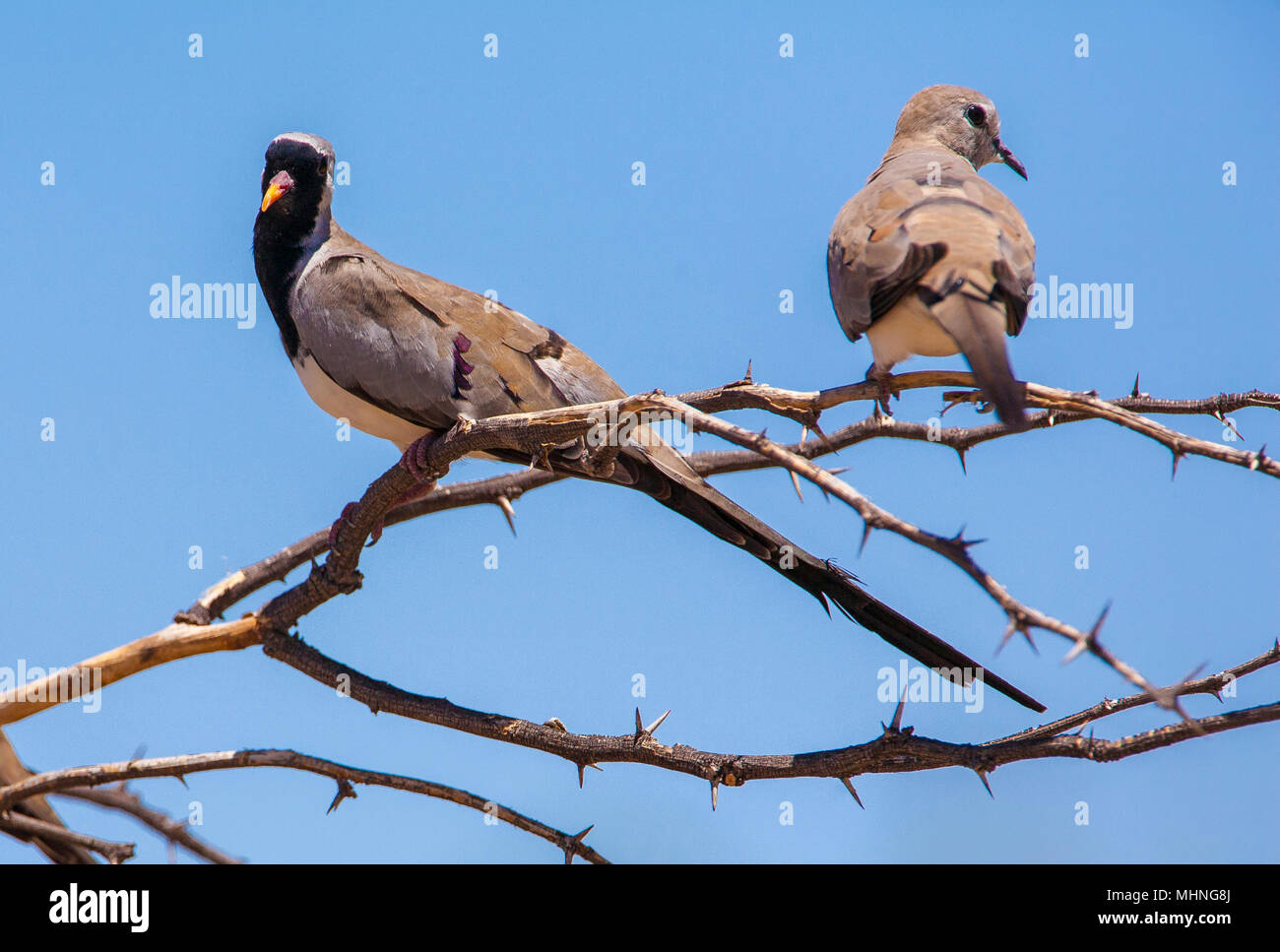 Female namaqua dove hi-res stock photography and images - Alamy