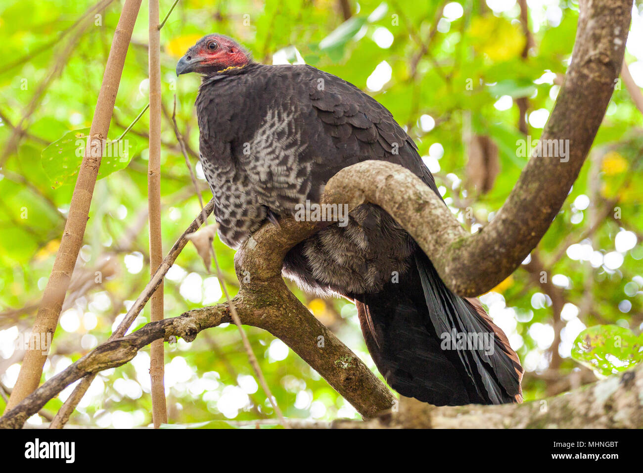 Brushturkey perching on a tree branch under green canopy Stock Photo ...