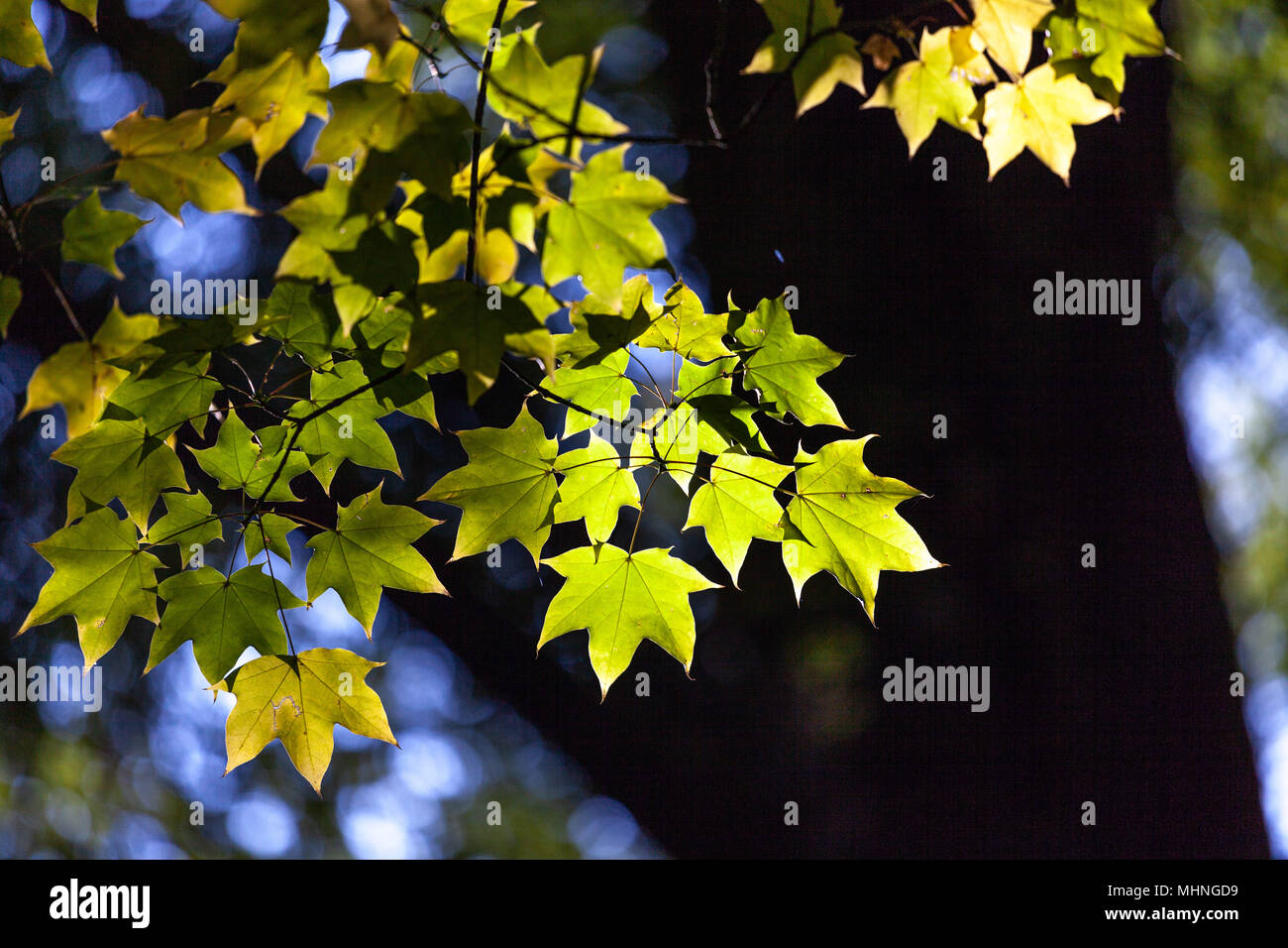 Seasonal leafs hi-res stock photography and images - Alamy