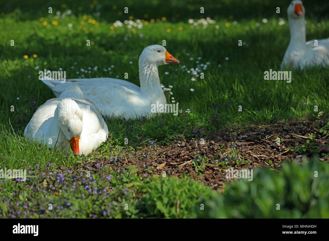 Free-range geese in the grass Stock Photo - Alamy