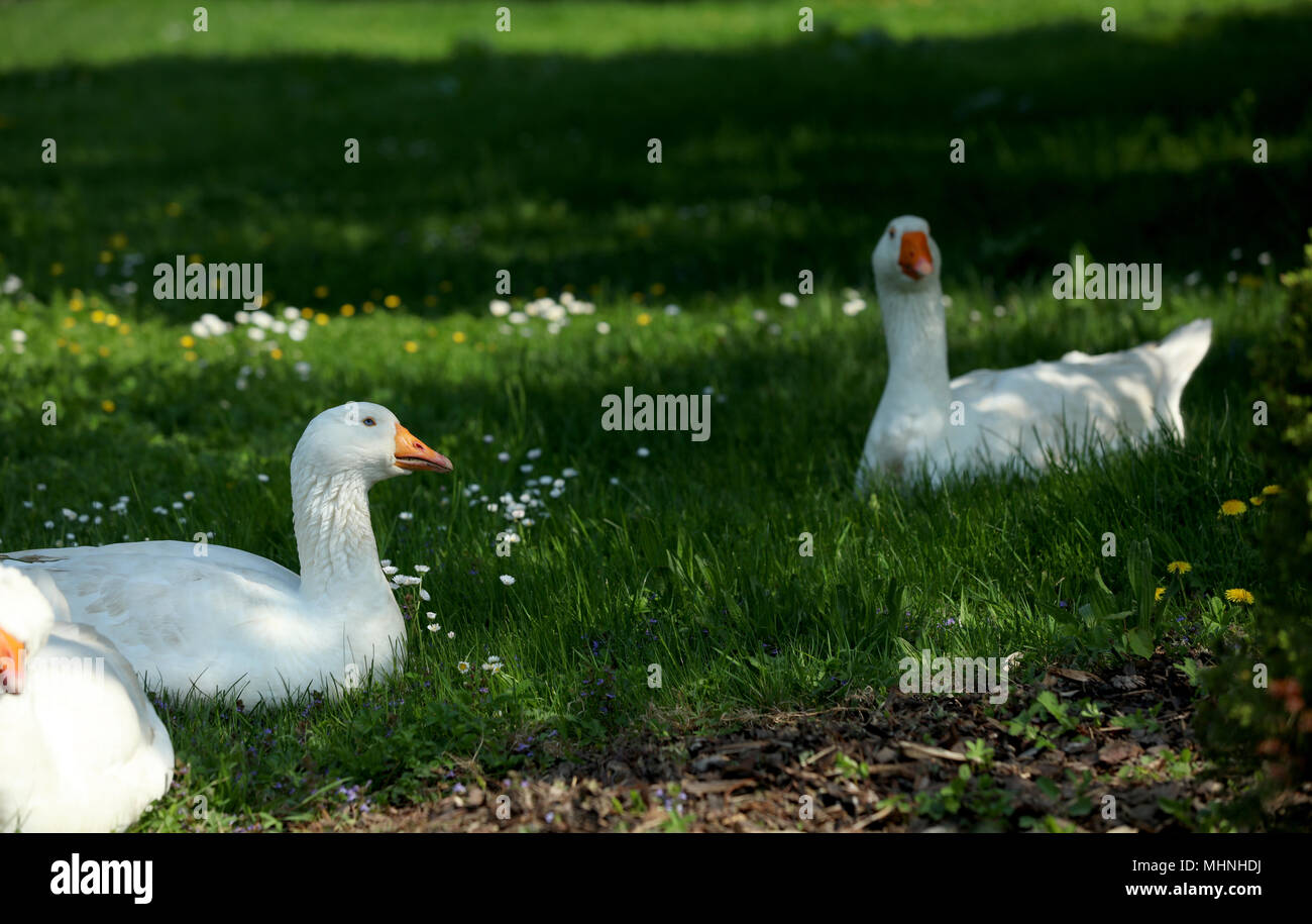 Free-range geese in the grass Stock Photo - Alamy