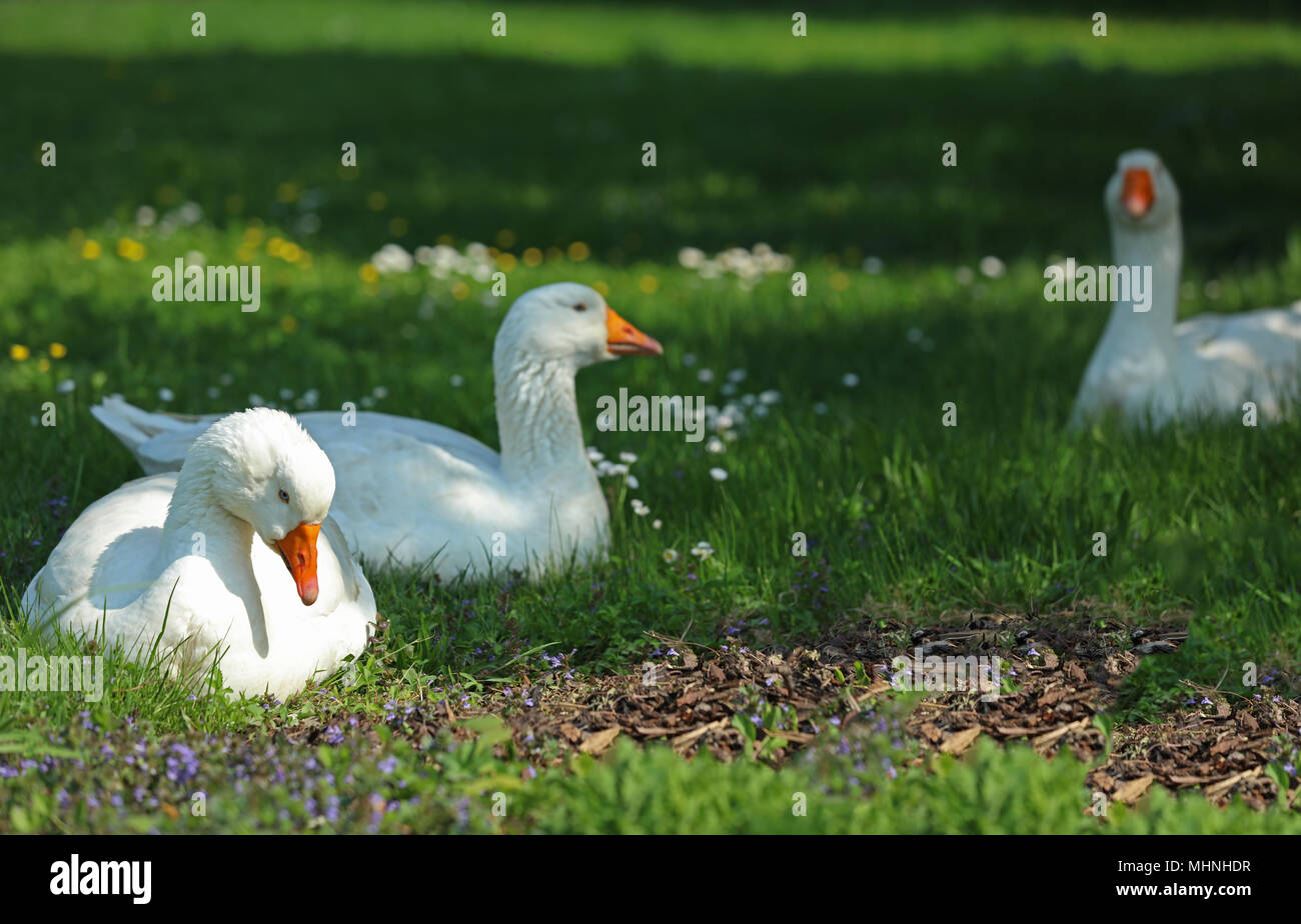 Free-range geese in the grass Stock Photo - Alamy