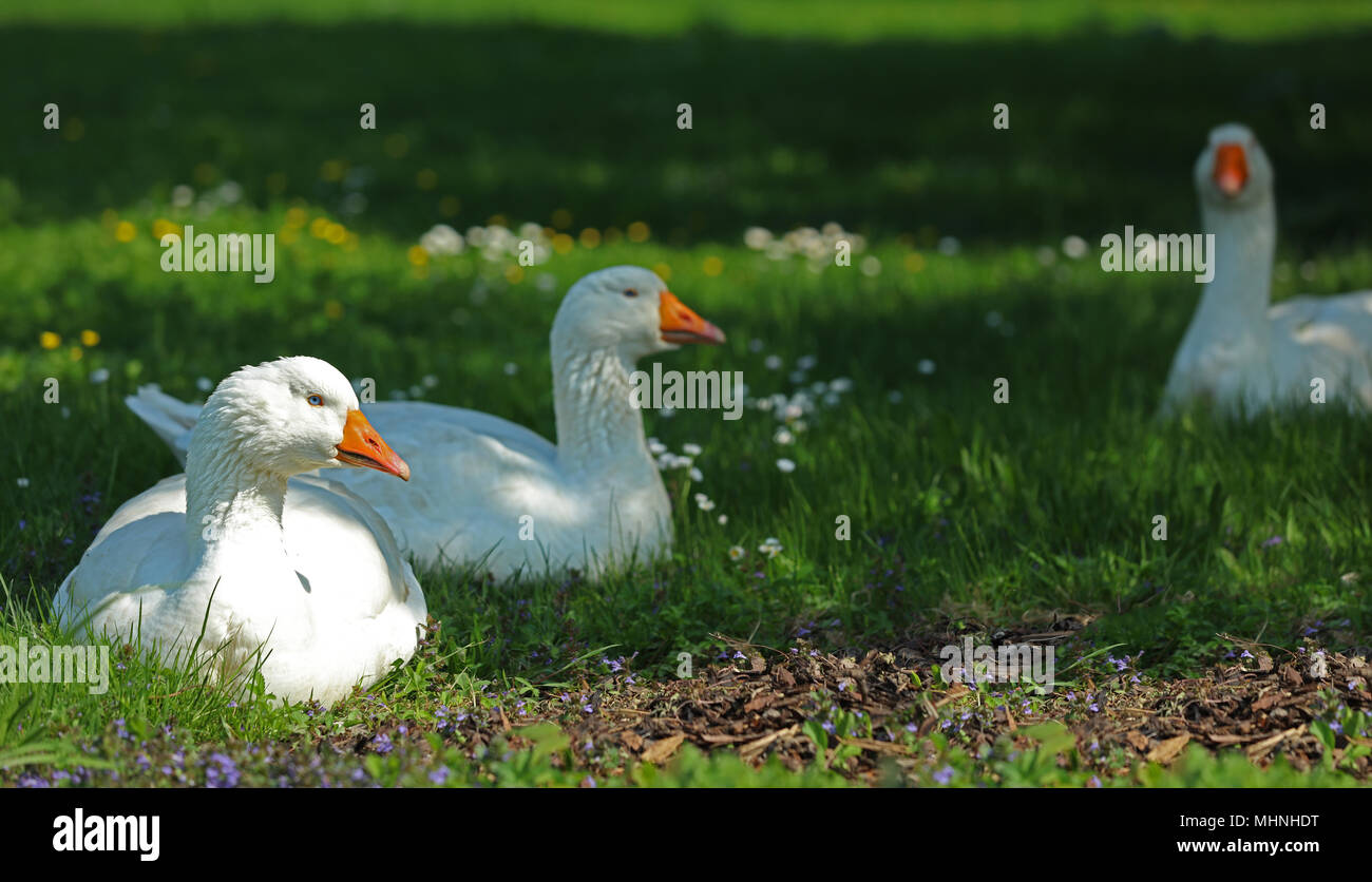 Free-range geese in the grass Stock Photo - Alamy