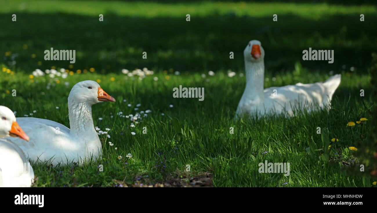 Free-range geese in the grass Stock Photo - Alamy