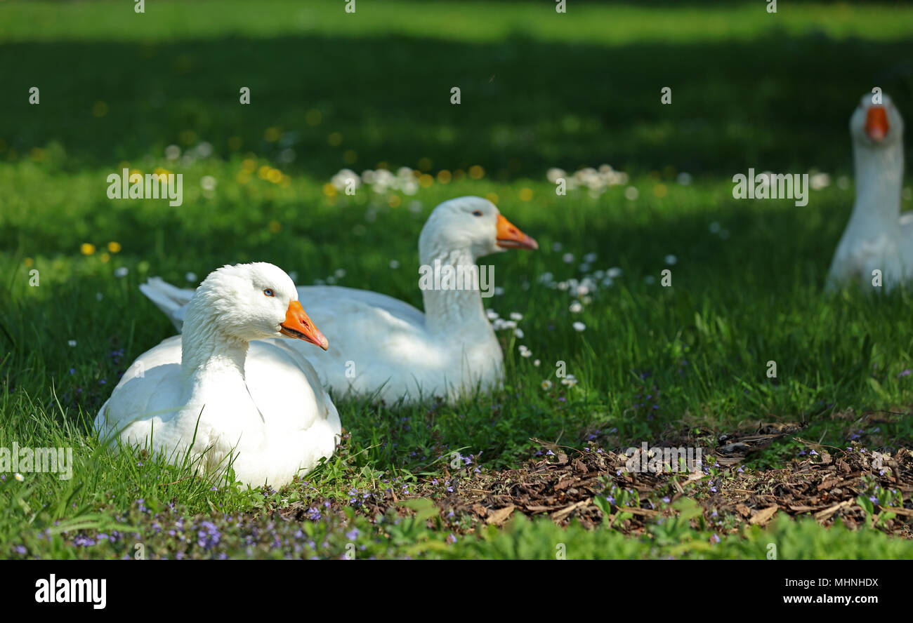 Free-range geese in the grass Stock Photo - Alamy