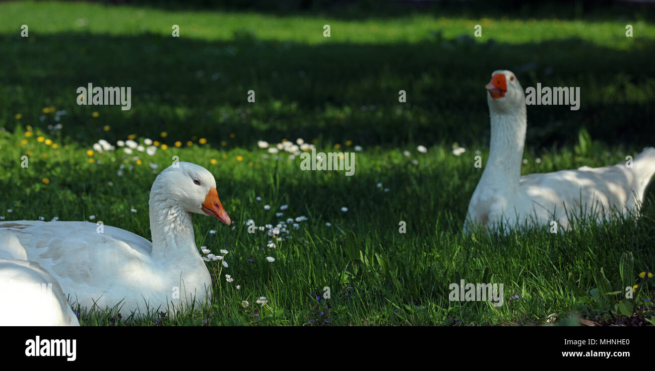Free-range geese in the grass Stock Photo - Alamy