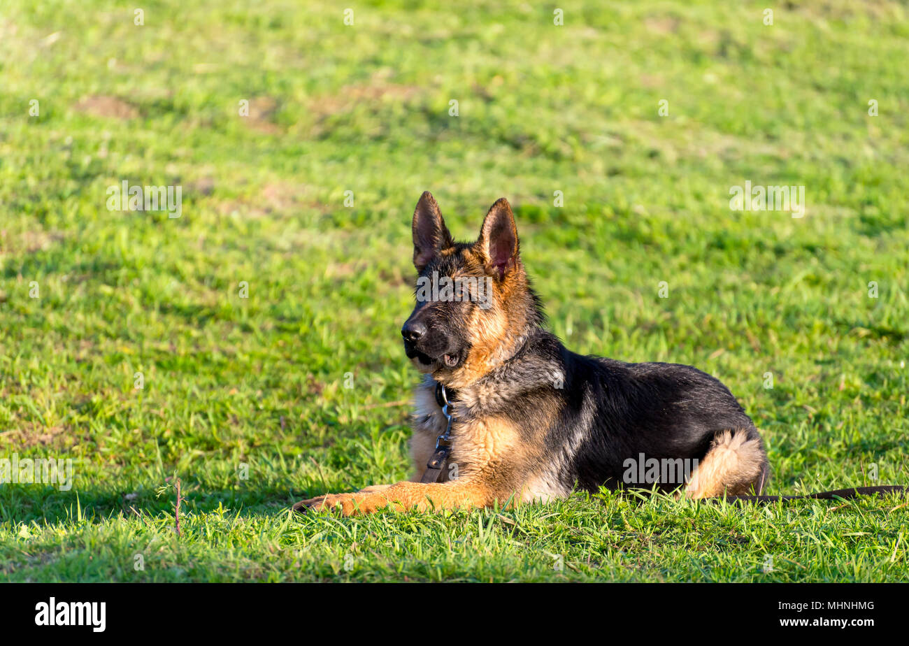 German shepherd in nature hi-res stock photography and images - Alamy