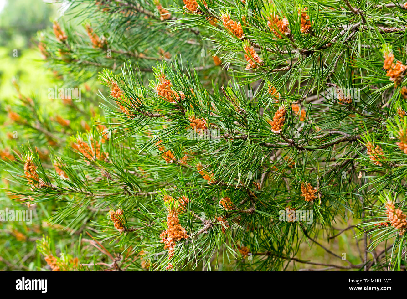 Young fir tree hi-res stock photography and images - Alamy
