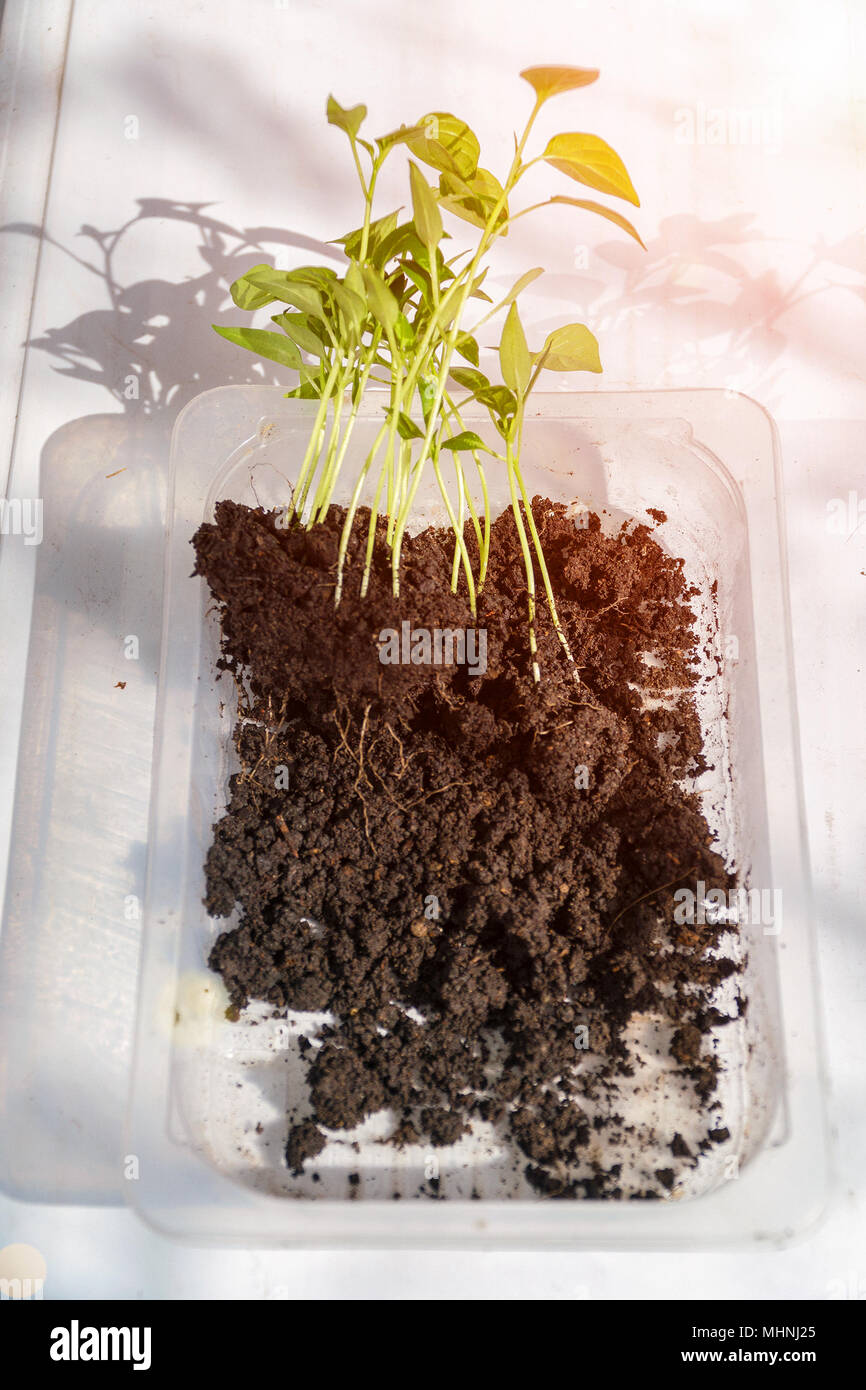 Seedlings of bell pepper prepared for transplantation Stock Photo - Alamy