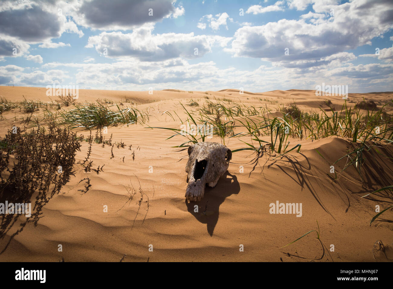 Skull horse in desert hi-res stock photography and images - Alamy