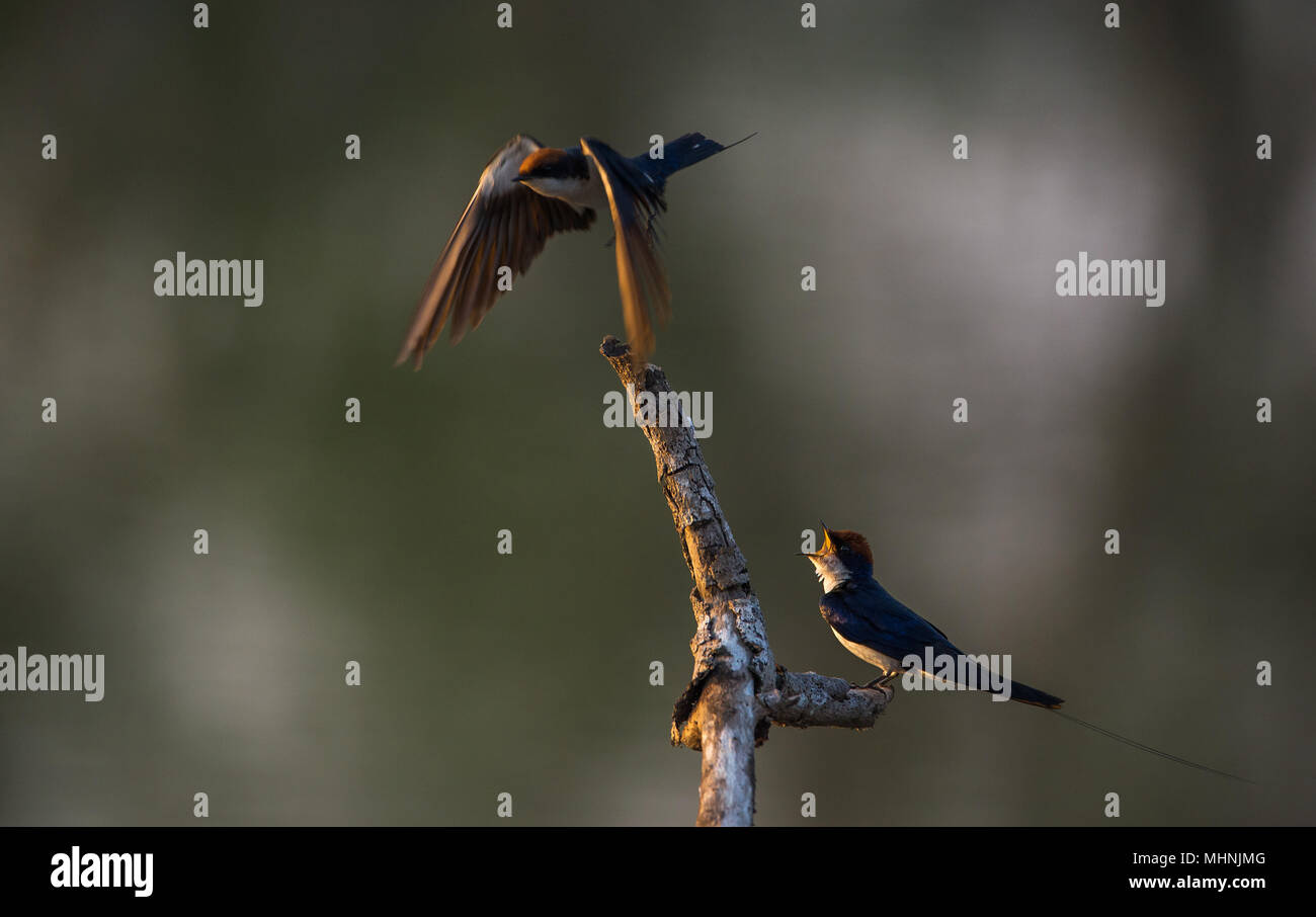 A swallow bird trying to scare off another one about to land Stock ...