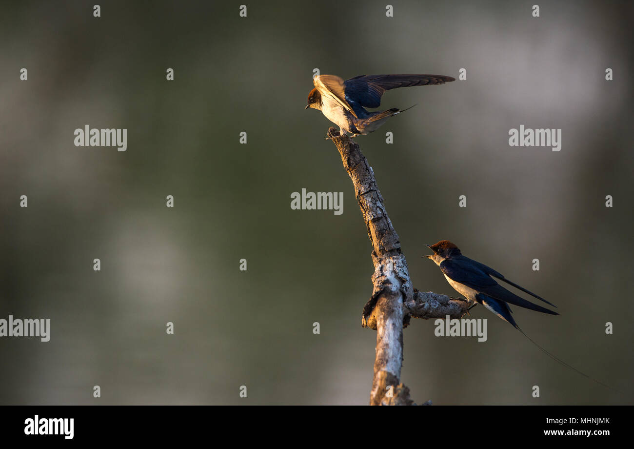 A swallow bird trying to scare off another one about to land Stock ...