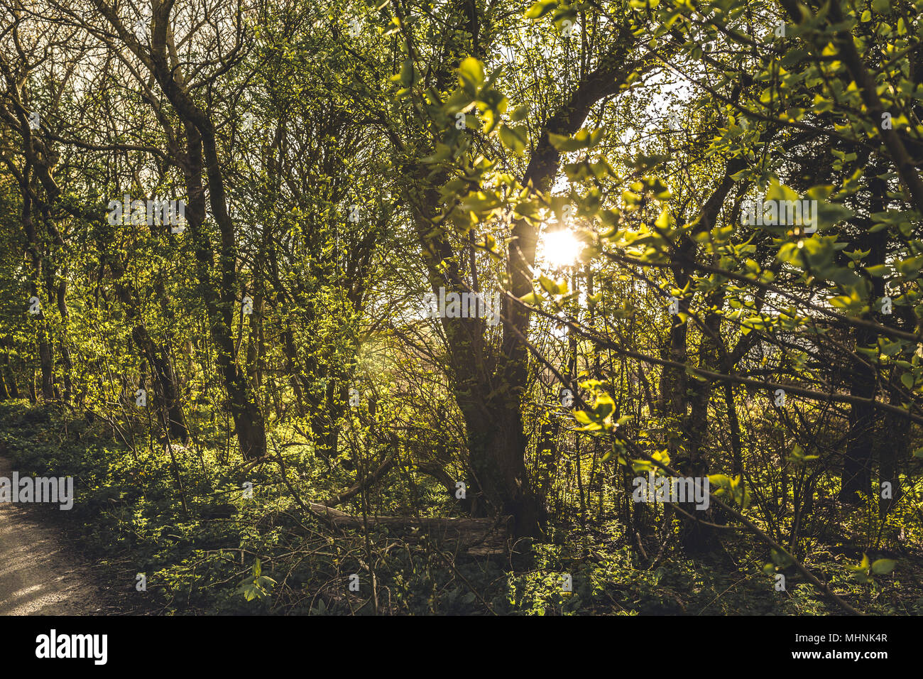 Light forests hi-res stock photography and images - Alamy