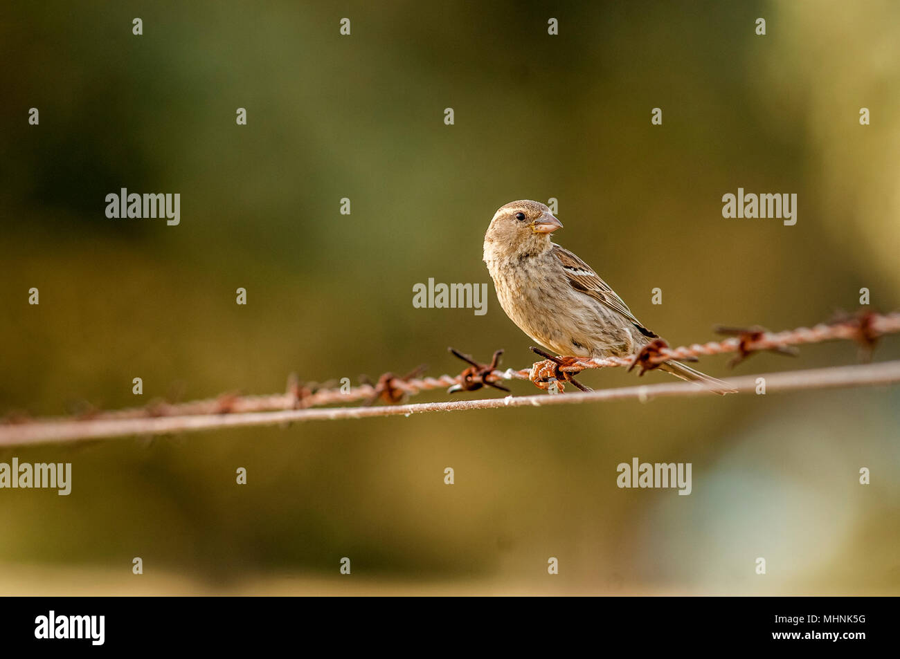 Spanish sparrow (passer hispaniolensis) standing Stock Photo - Alamy