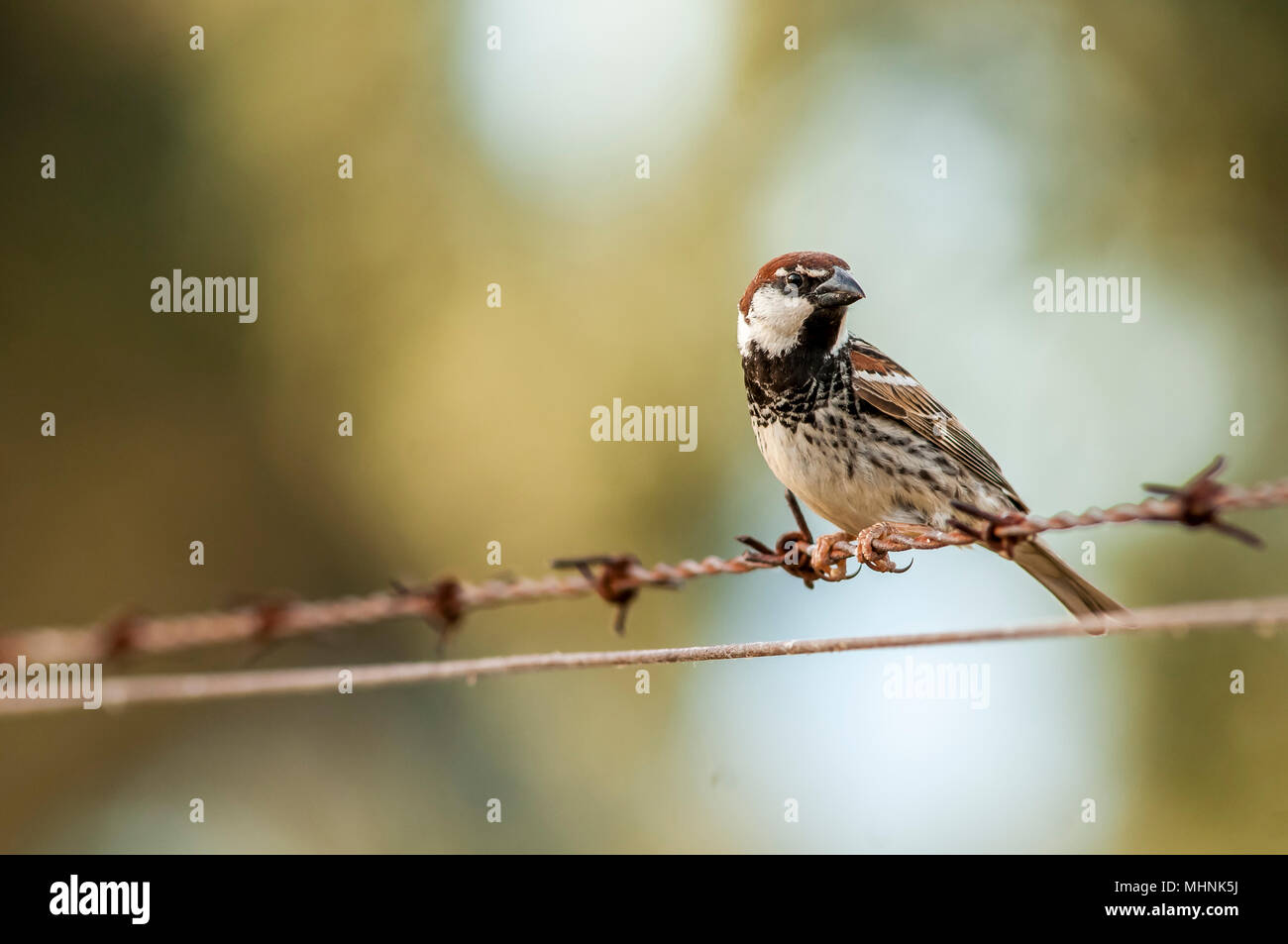 Spanish sparrow (passer hispaniolensis) standing Stock Photo - Alamy