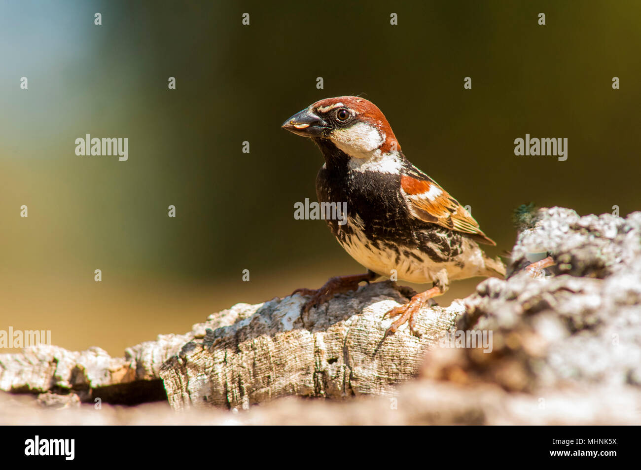 Spanish sparrow (passer hispaniolensis) standing Stock Photo - Alamy
