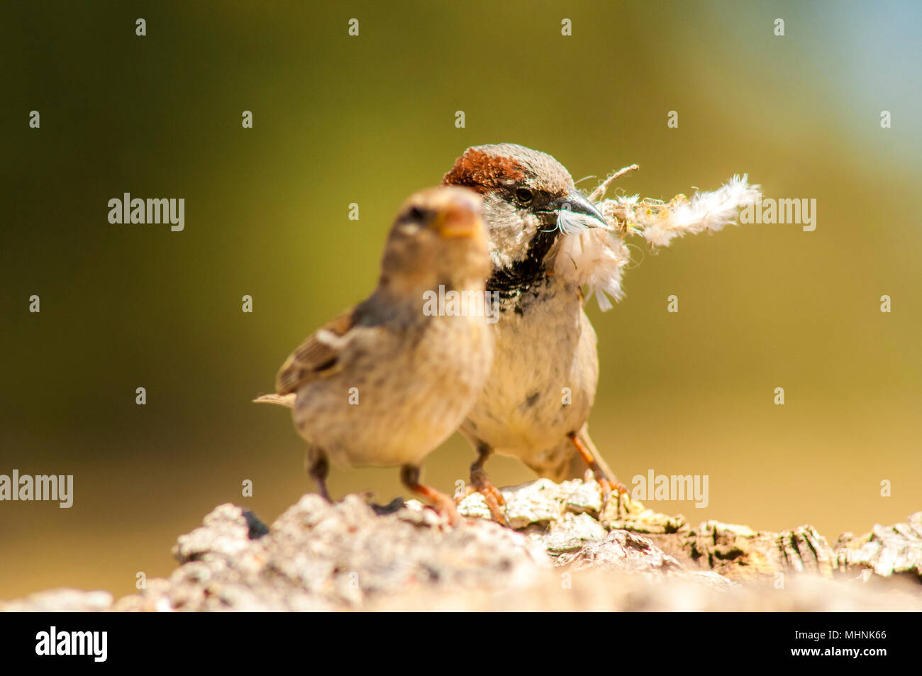 Spanish sparrow (passer hispaniolensis) standing Stock Photo - Alamy