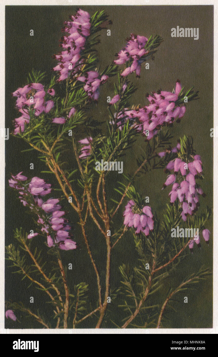Erica carnea - winter heath Stock Photo - Alamy