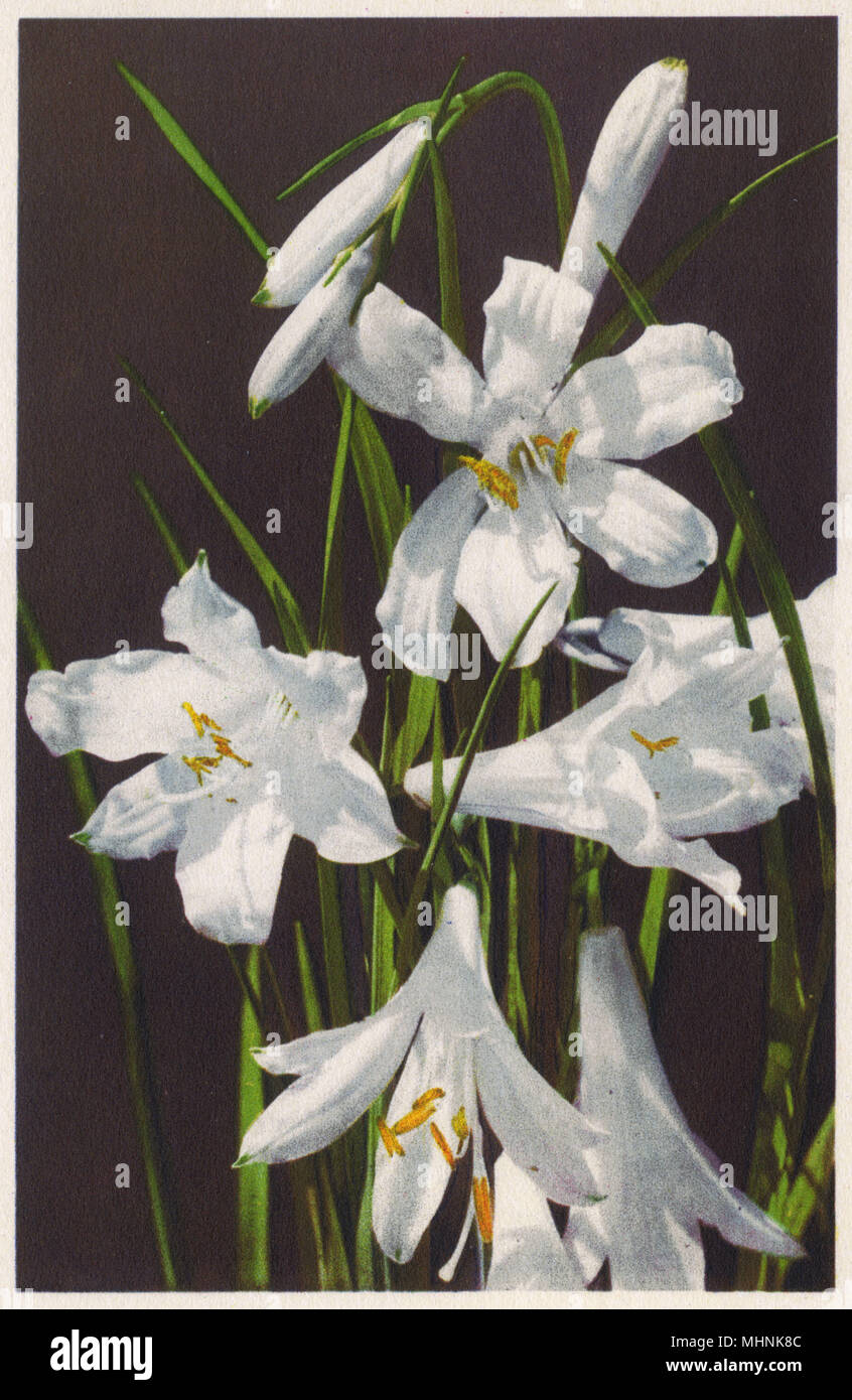 Paradisia Liliastrum (Paradise Lily Stock Photo - Alamy