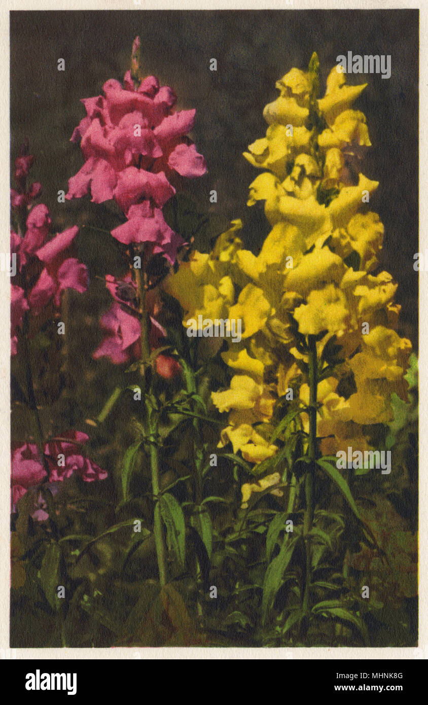 Snapdragon antirrhinum majus flowers hi-res stock photography and ...