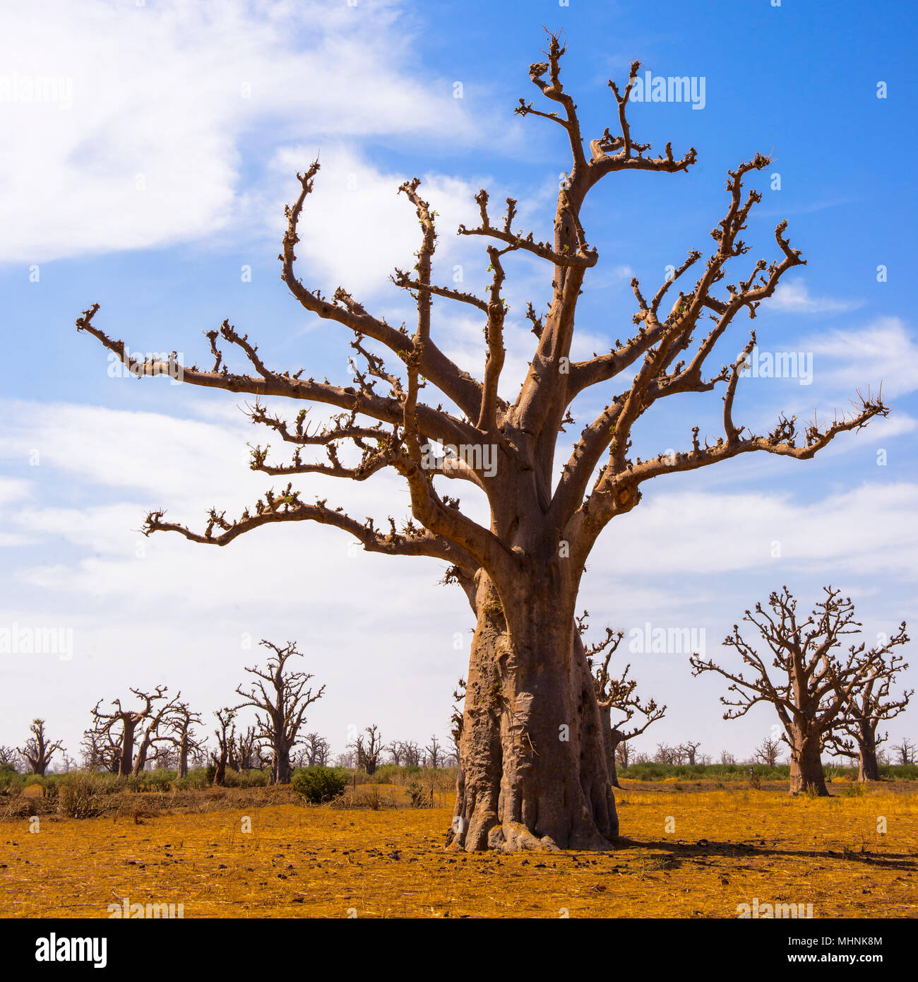 Baob tree, Africa Stock Photo - Alamy