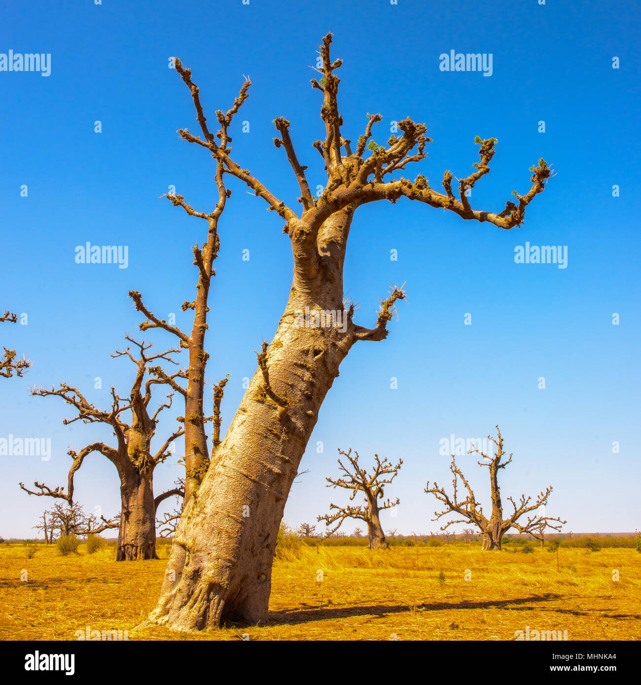 Baobab tree in Senegal, Africa Stock Photo - Alamy
