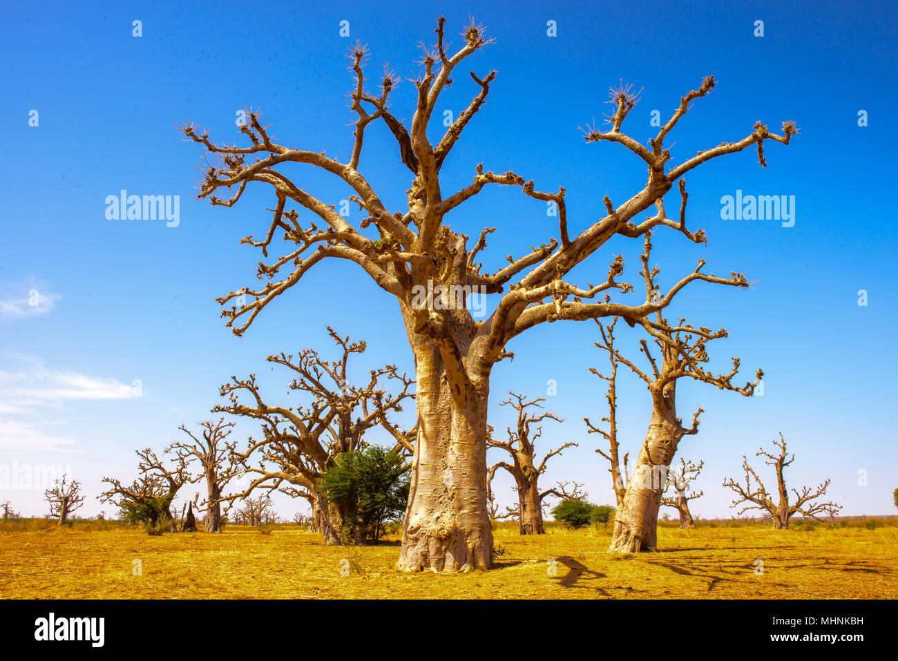Baobab tree in Senegal, Africa Stock Photo - Alamy