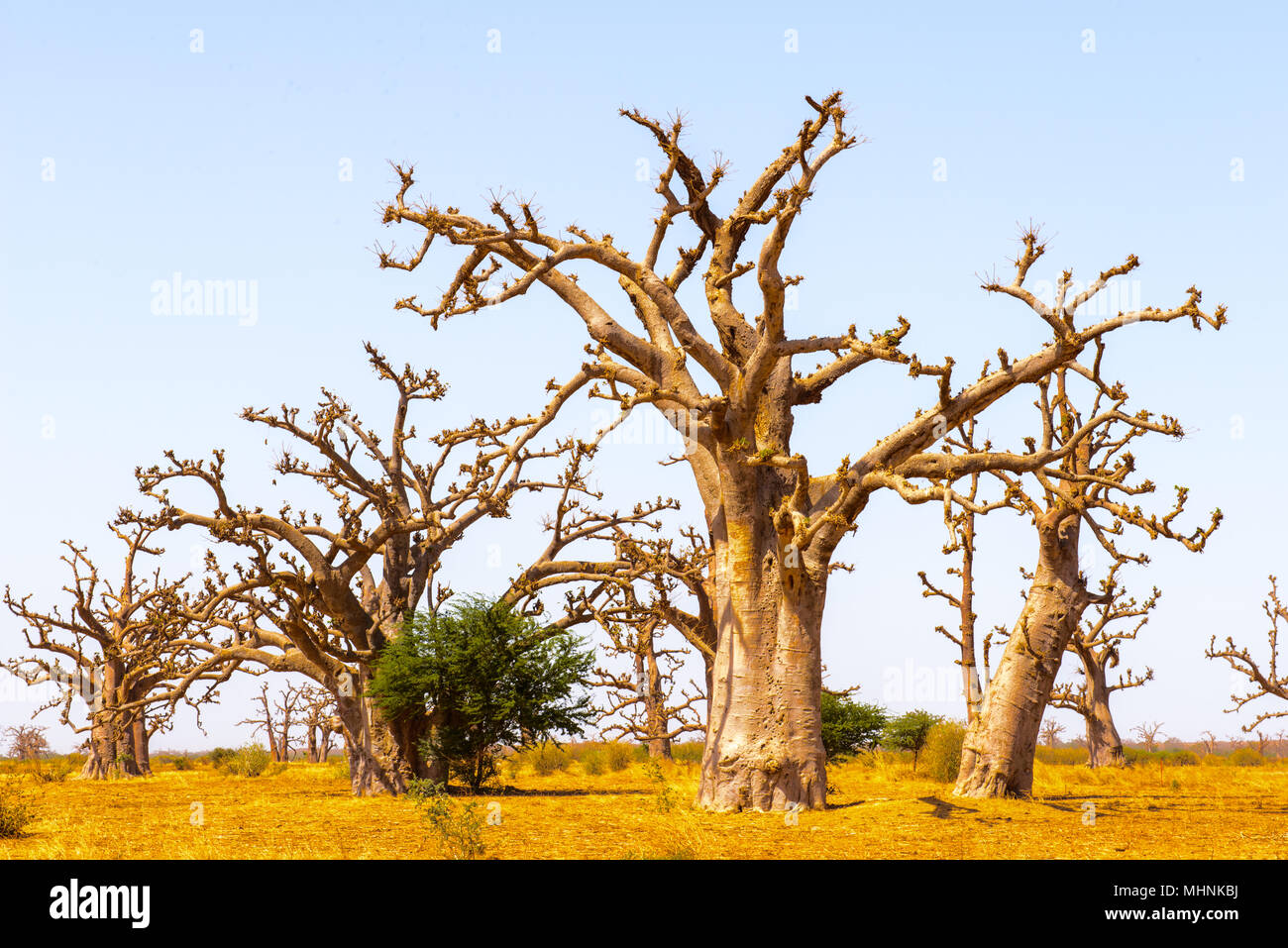 Baobab tree in Senegal, Africa Stock Photo - Alamy
